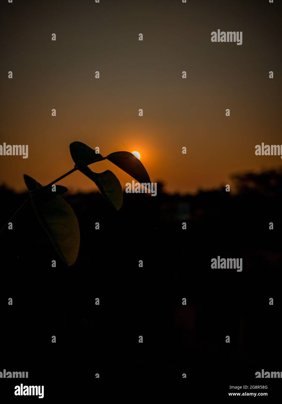 Vertical shot of a plant silhouette in a field during a beautiful ...