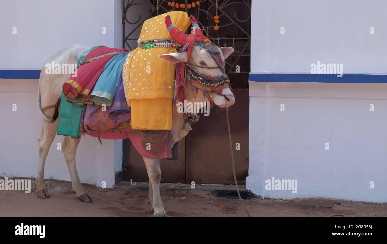Hindu sacred cow with colorful clothes Stock Photo - Alamy