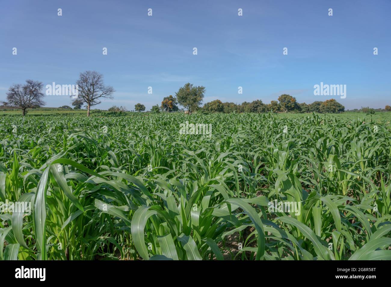Field agriculture mexico hi-res stock photography and images - Alamy