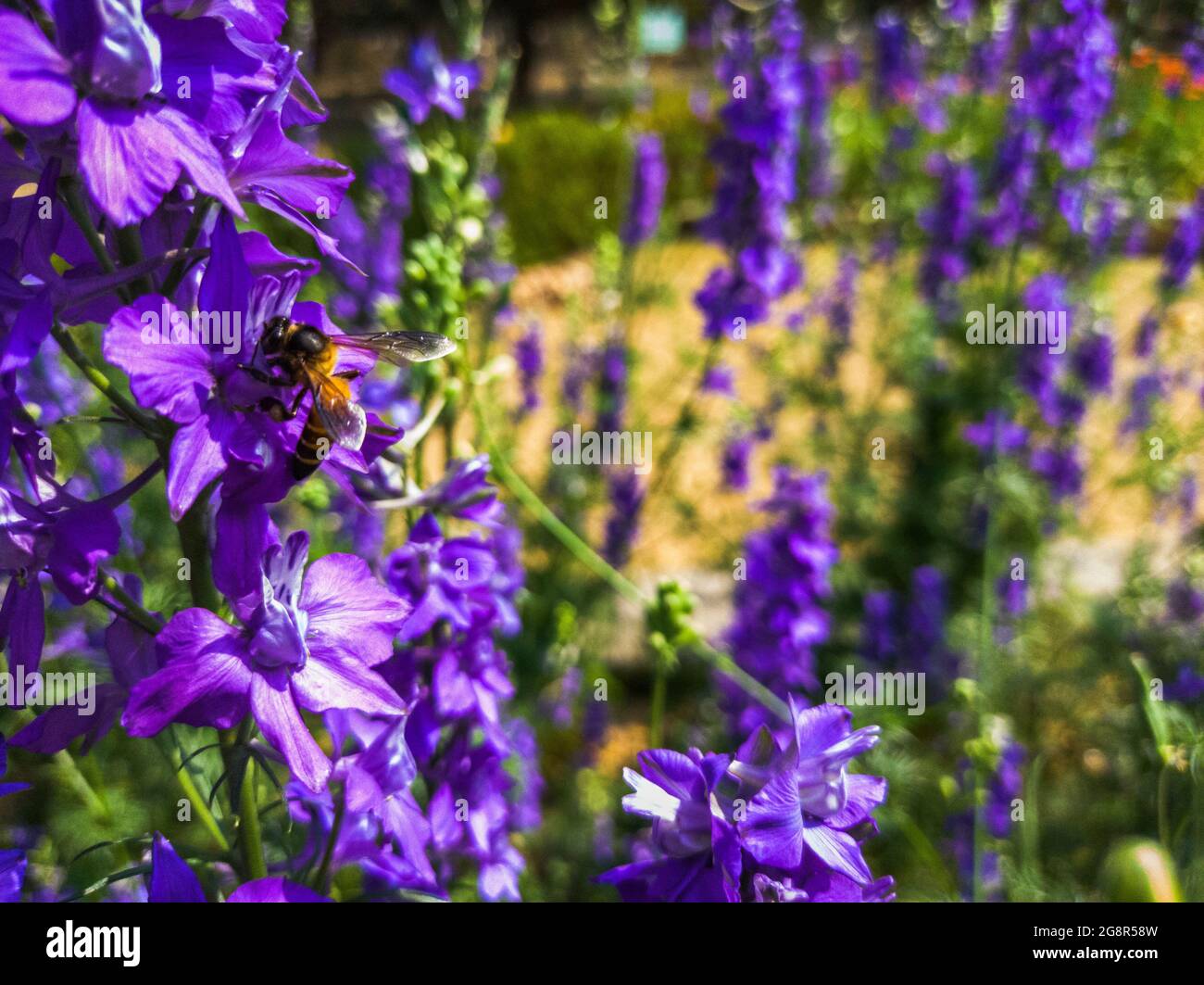 Closeup of a bee on Consolida flowers in a garden under the sunlight ...