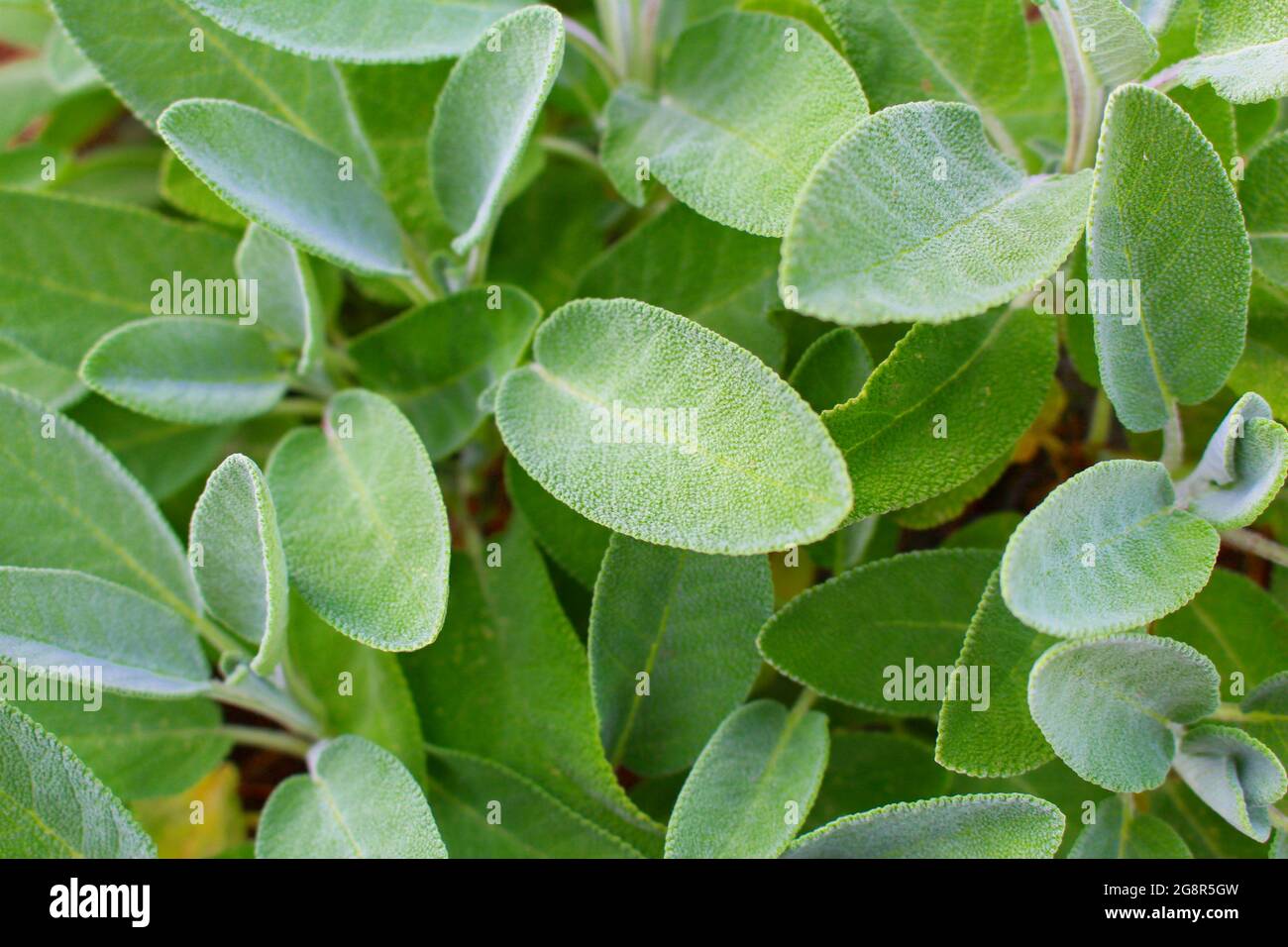 Sage leaves harvest hi-res stock photography and images - Alamy