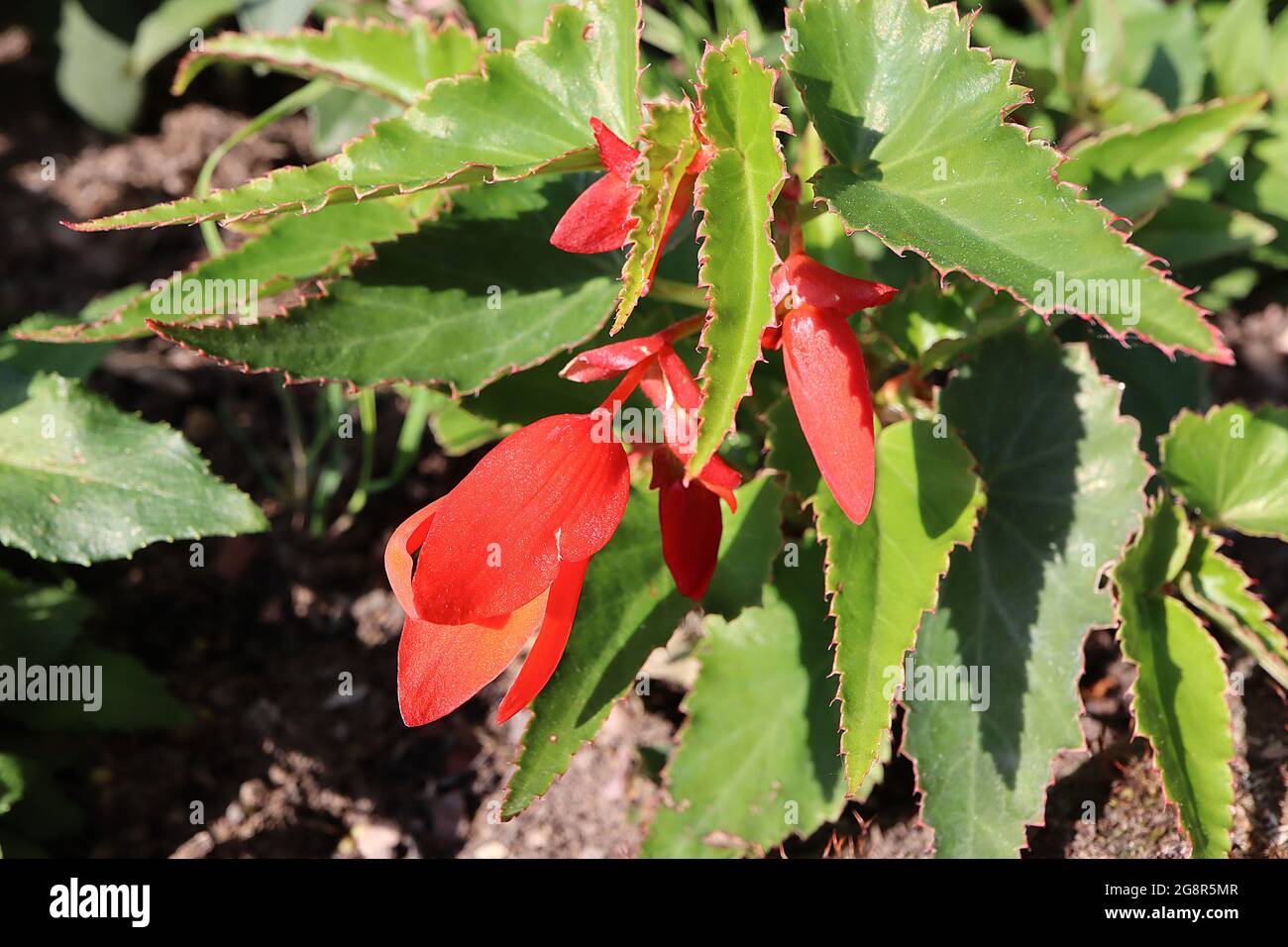 Bolivian begonia crackling fire red hi-res stock photography and images ...