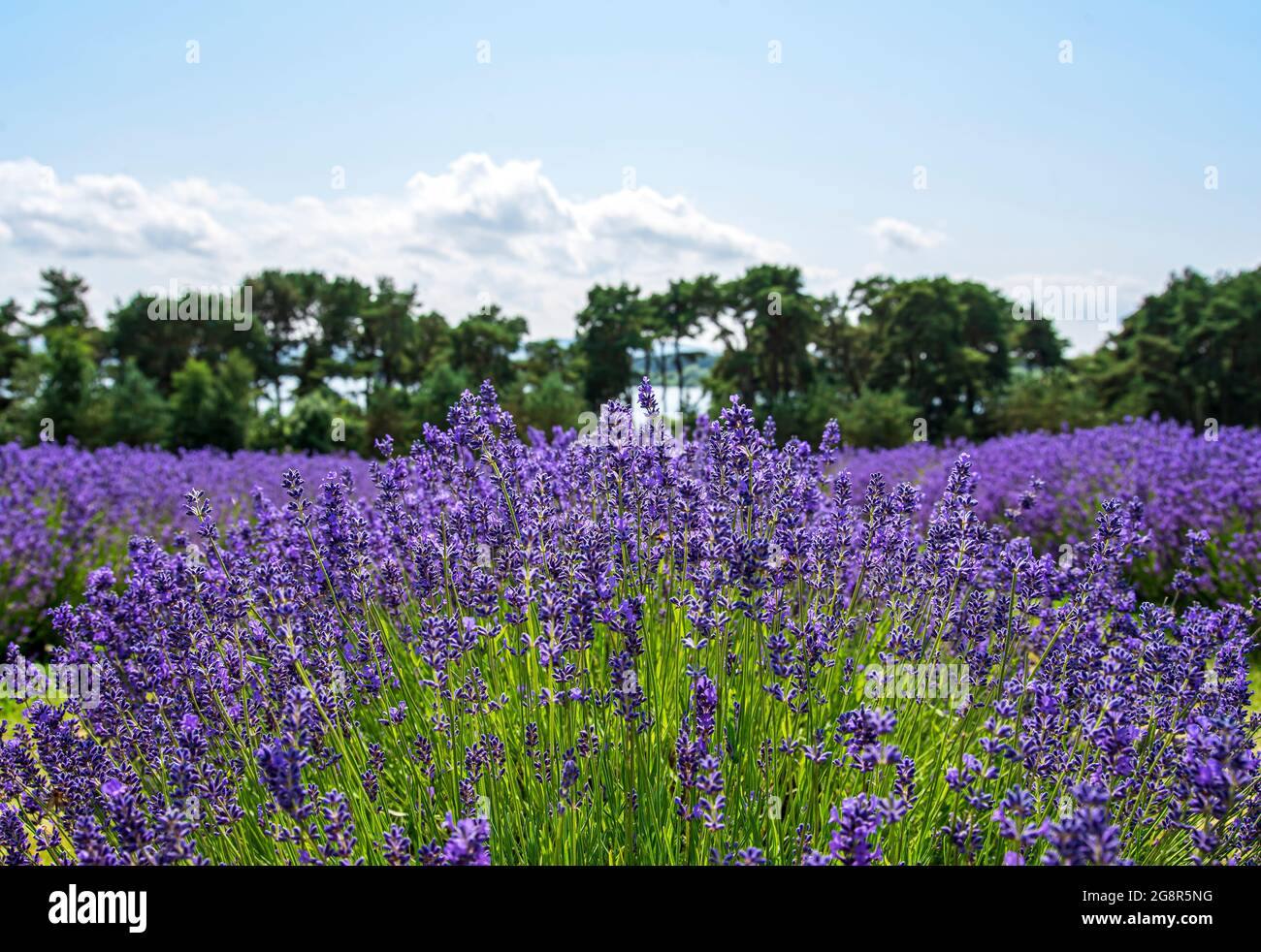 Landscape photography of the lavender field Stock Photo - Alamy