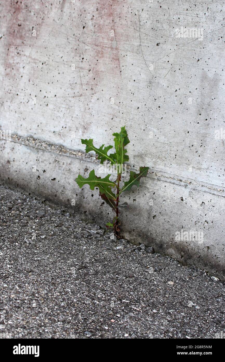 Nature's struggle against soil sealing Stock Photo - Alamy