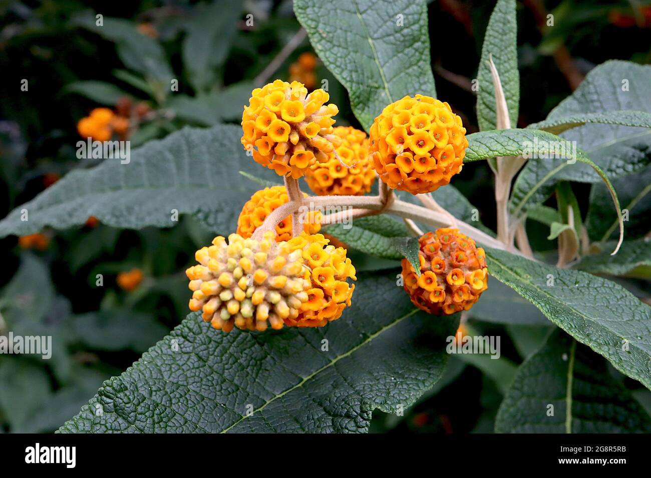 Dense globose flower heads hi-res stock photography and images - Alamy