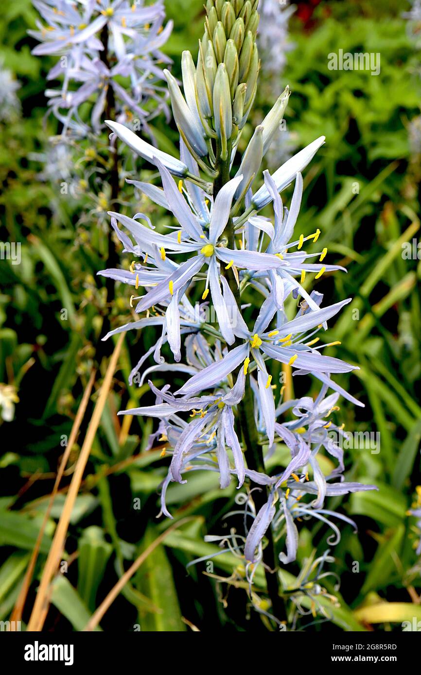 Camassia cusickii Cussick’s camas – large star-shaped pale blue flowers ...