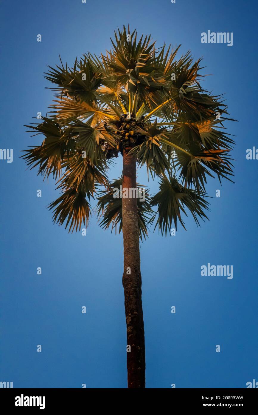 The palm tree at Shwedagon Pagoda, Myanmar Stock Photo - Alamy