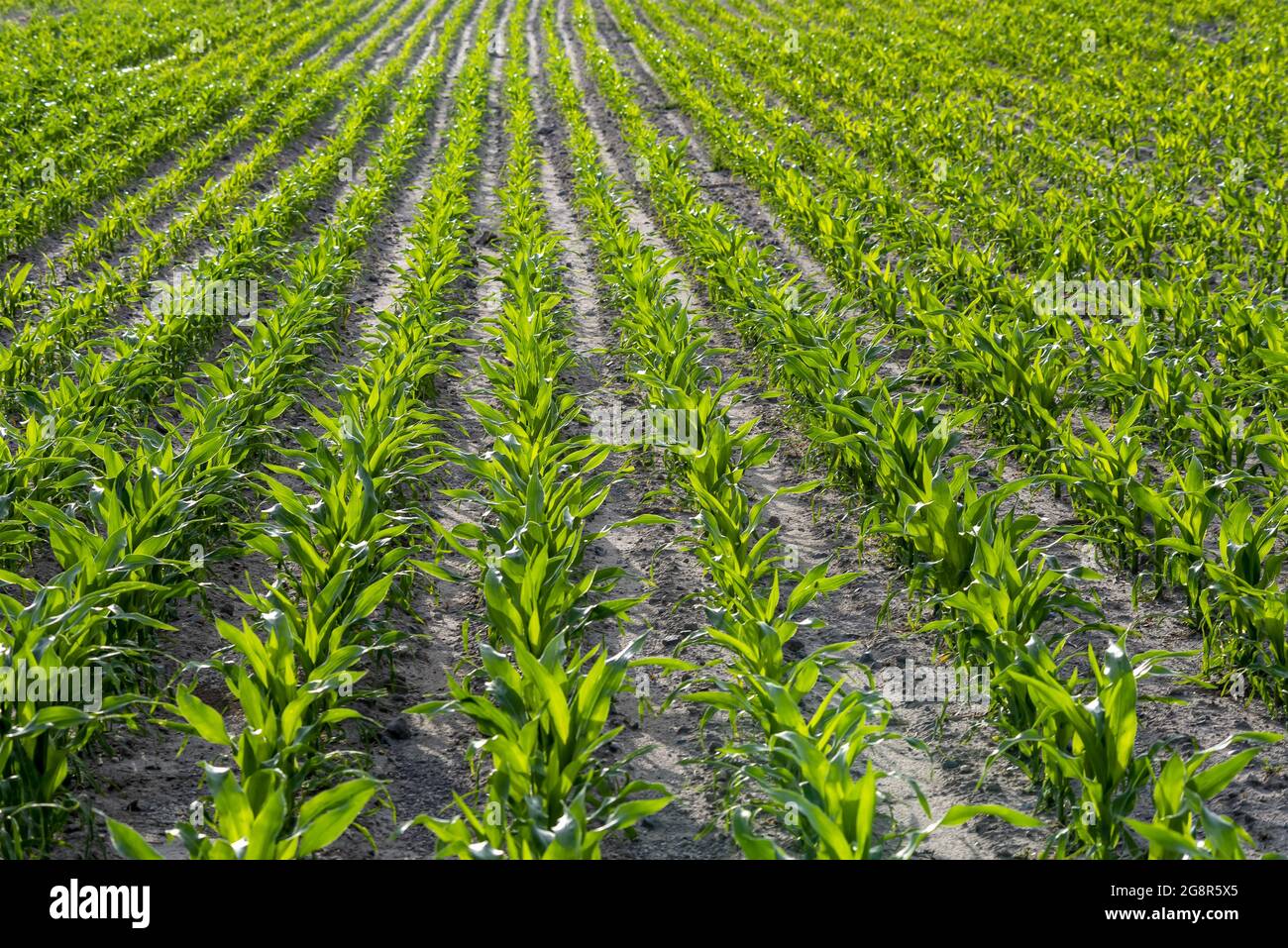 Agricultural field with growing green plants Stock Photo - Alamy