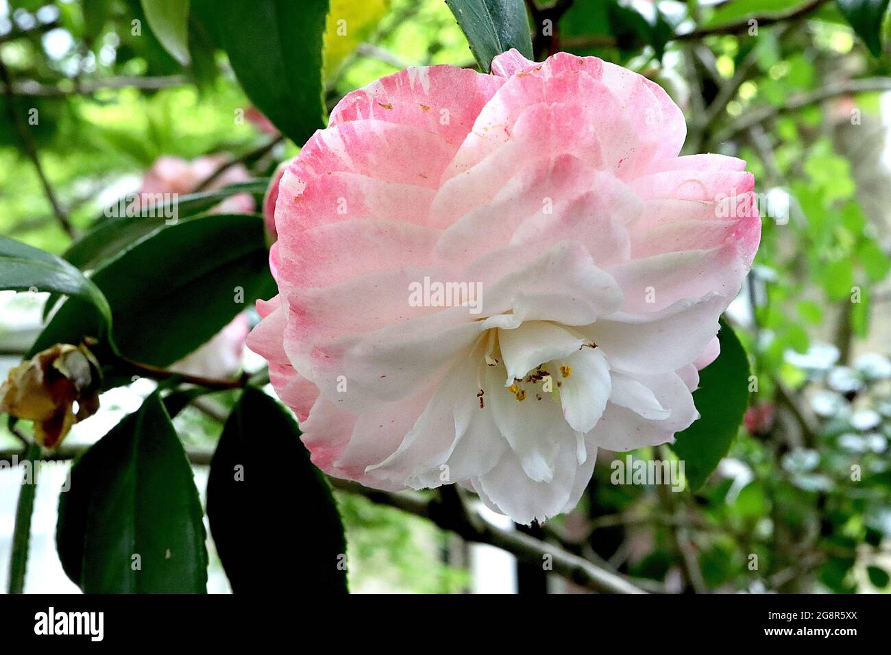 Camellia japonica grace albritton hi-res stock photography and images ...