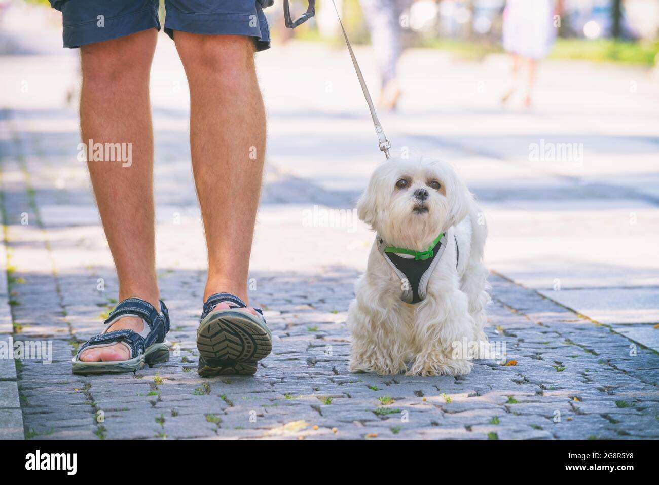 How Long Should I Walk My Maltese