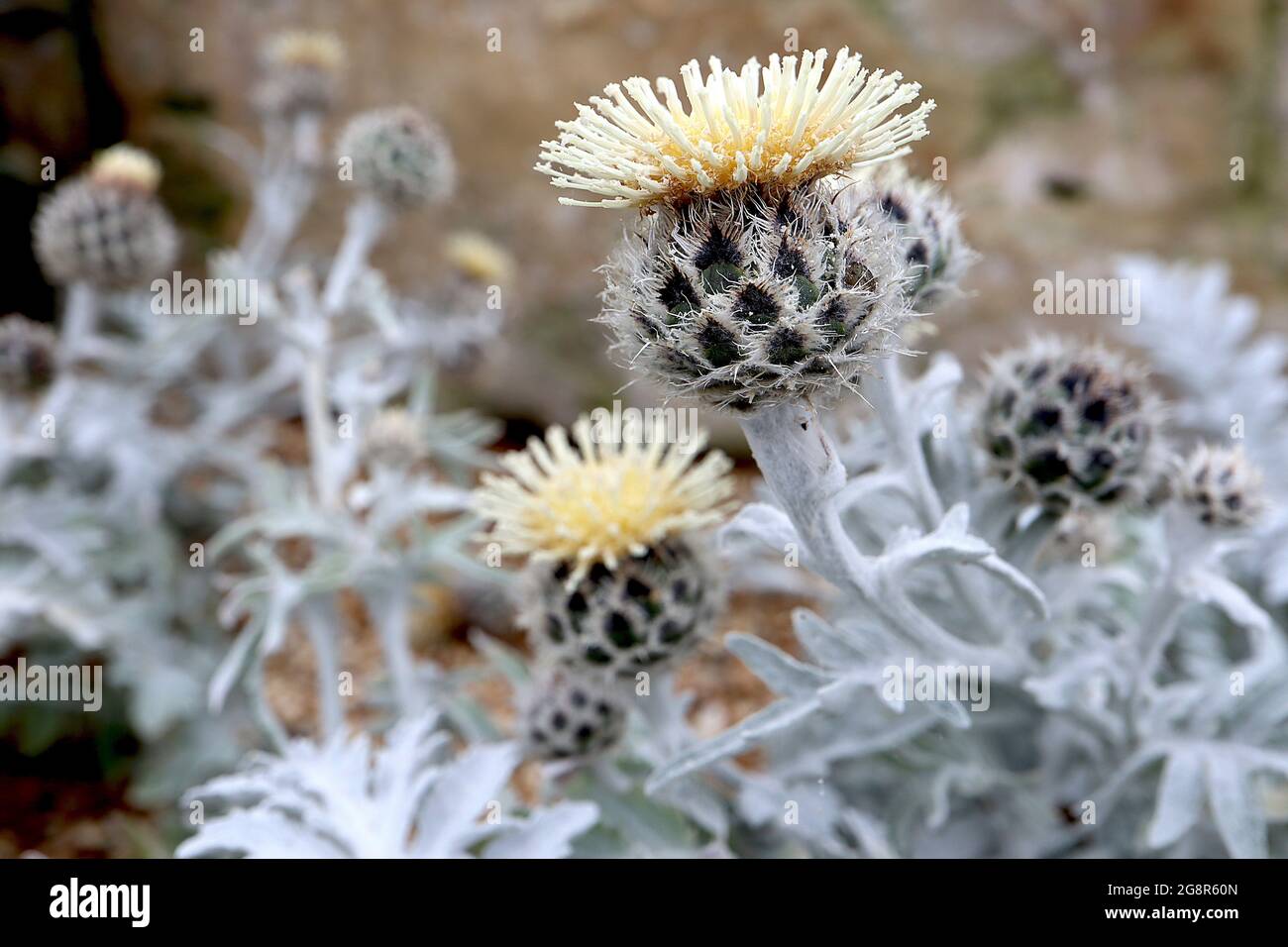 Centaurea ragusina boiss hi-res stock photography and images - Alamy