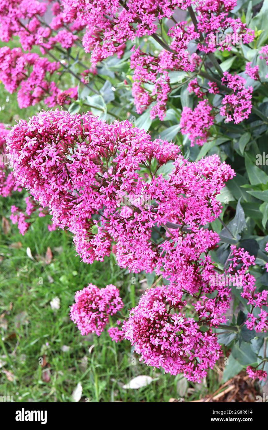 Centranthus ruber Red valerian – budding red flower clusters on tall ...