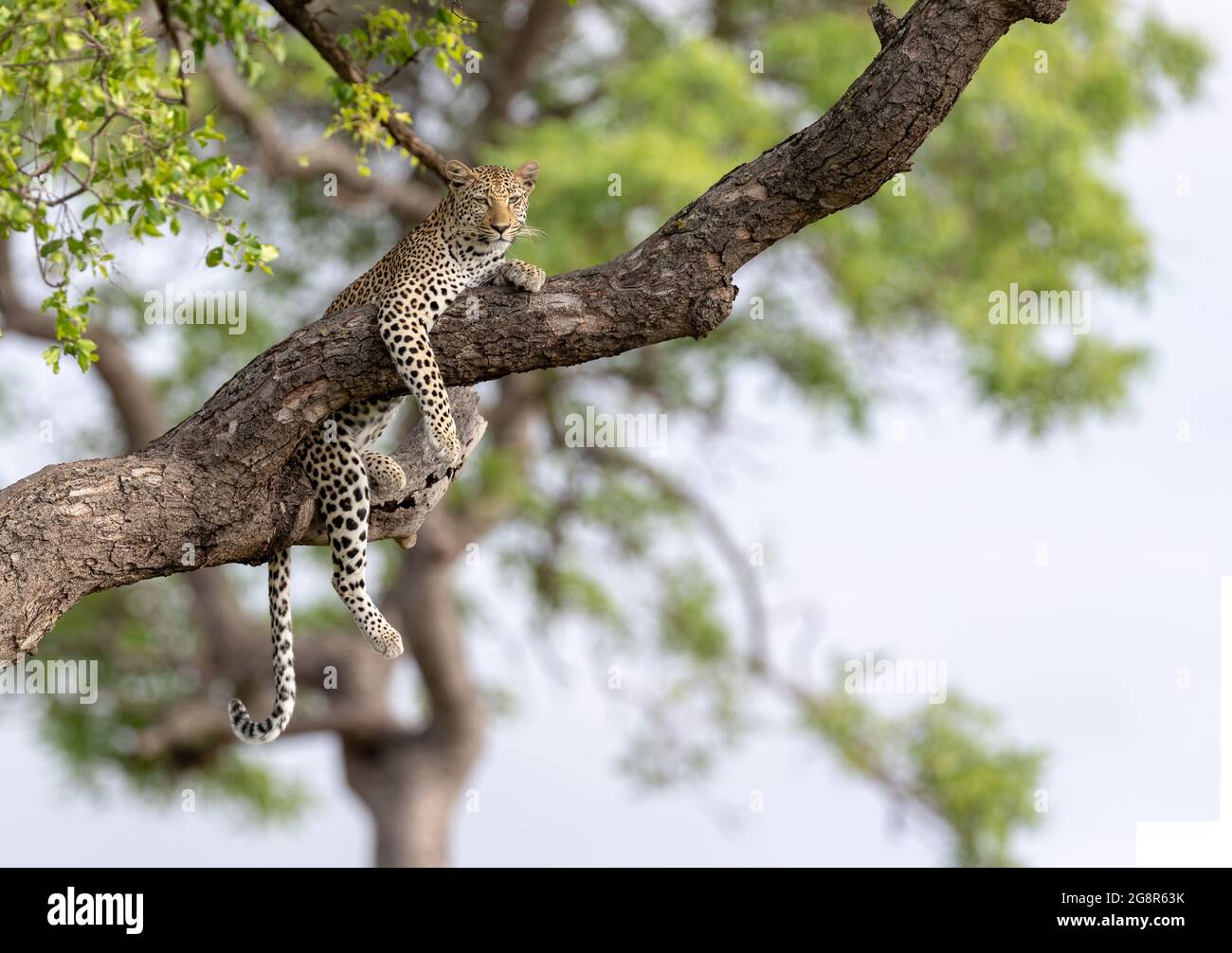 A leopard, Panthera pardus, lies in a tree Stock Photo - Alamy