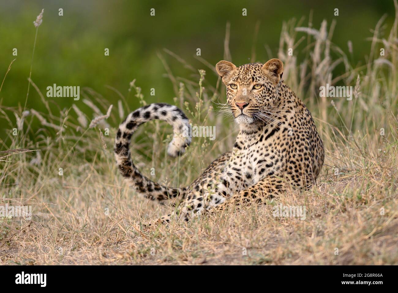 A leopard, Panthera pardus, lies in short grass, tail curled up Stock ...