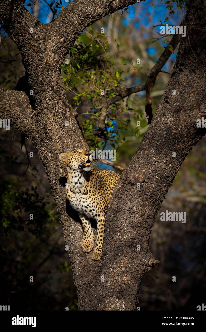 A leopard, Panthera leo, stands in the fork of a tree and looks up ...