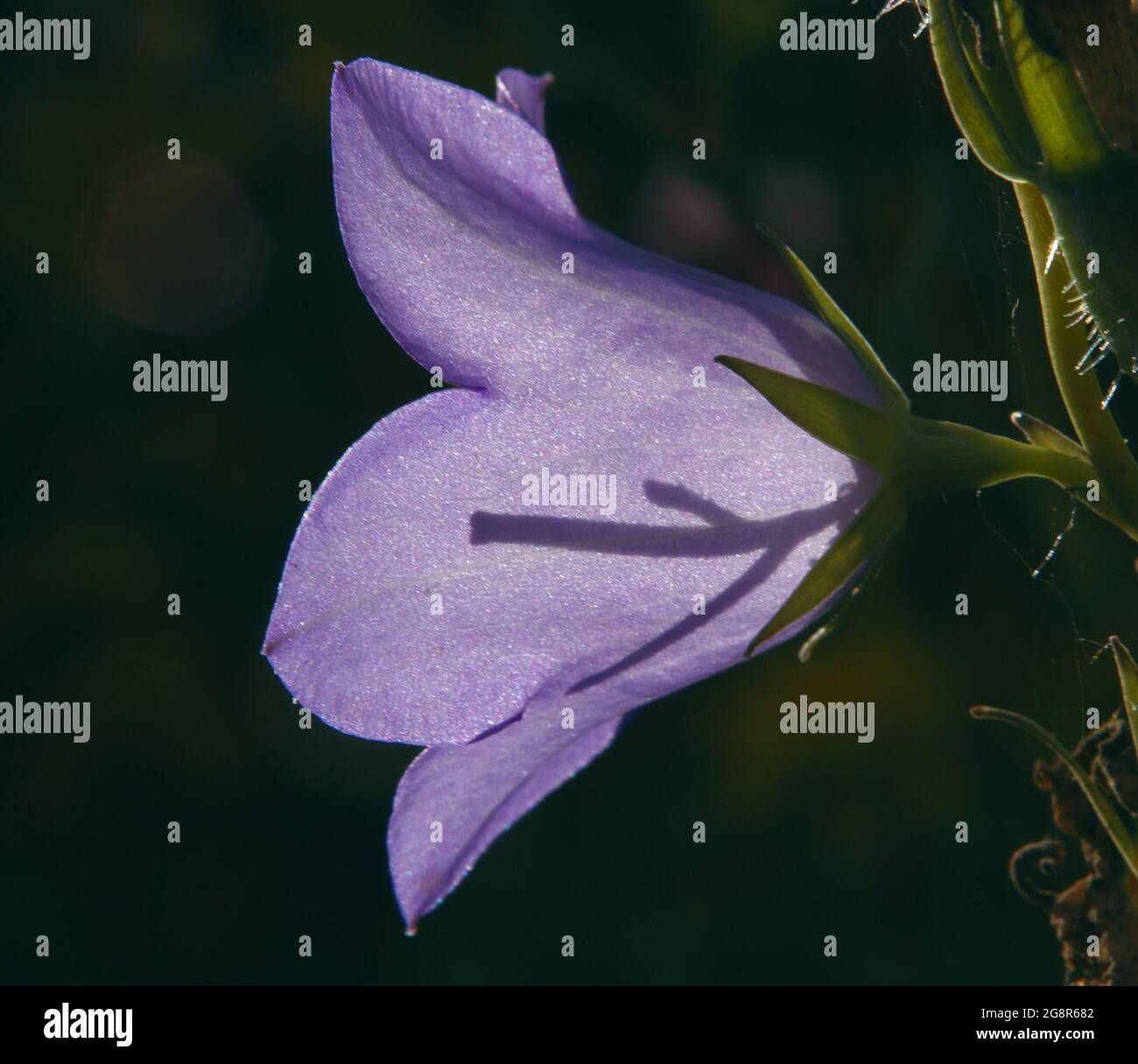 Nice purple flower on a dark background Stock Photo - Alamy