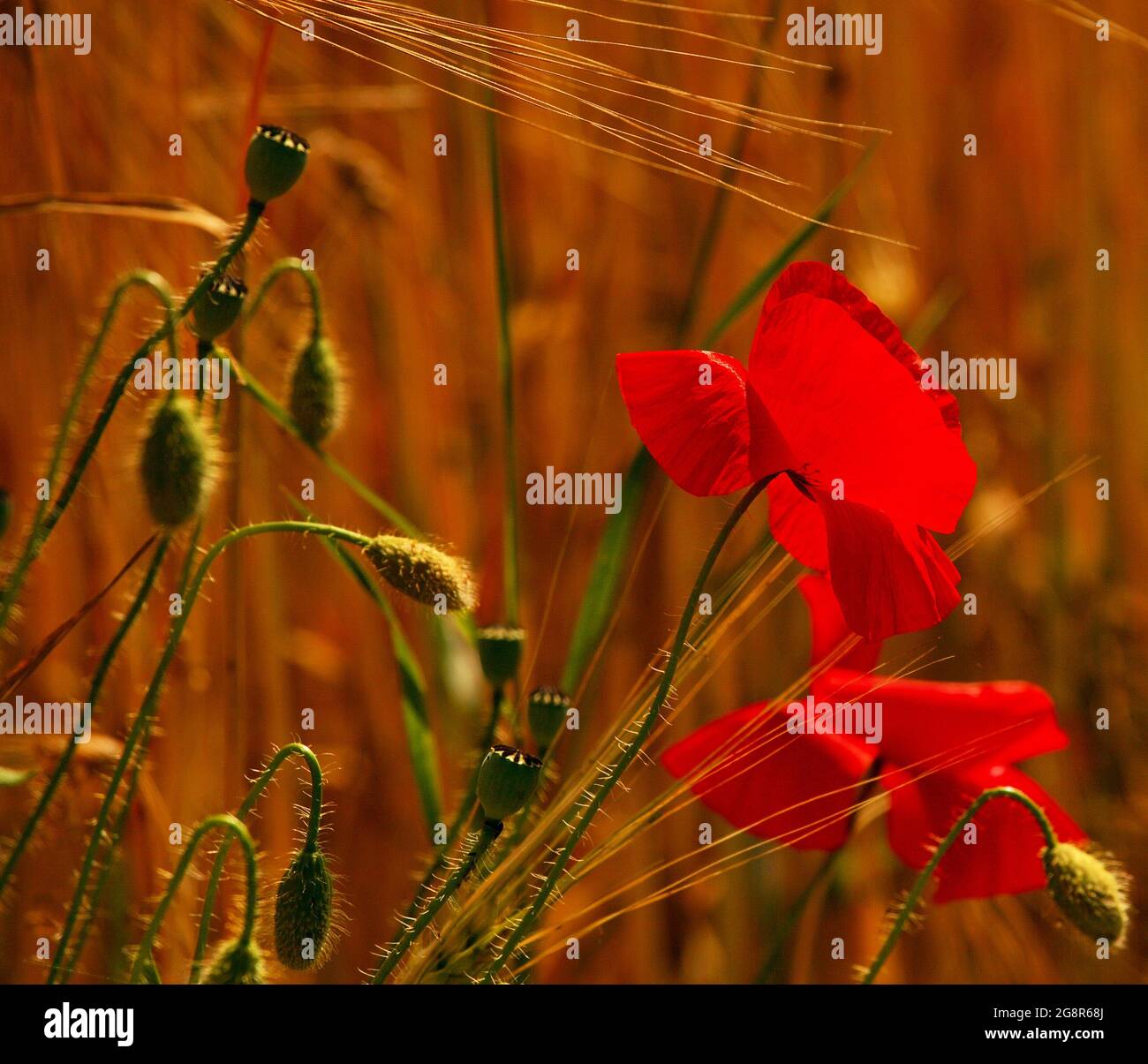 Red flowers in a field Stock Photo - Alamy