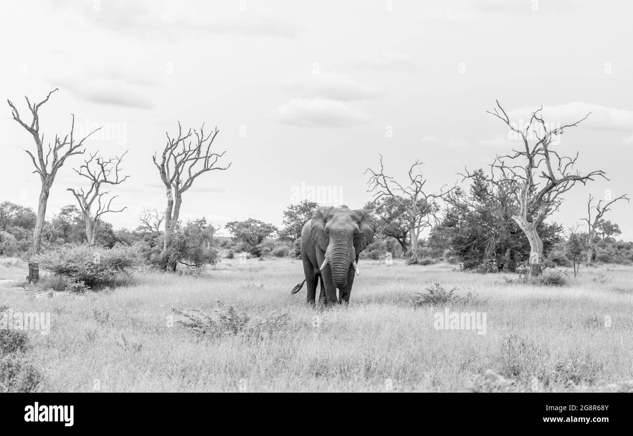 An elephant, Loxodonta africana, stands in a clearing, dead trees in ...