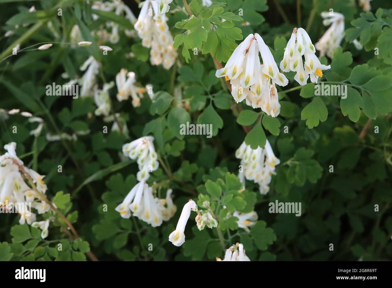Yellow petal ends hi-res stock photography and images - Alamy