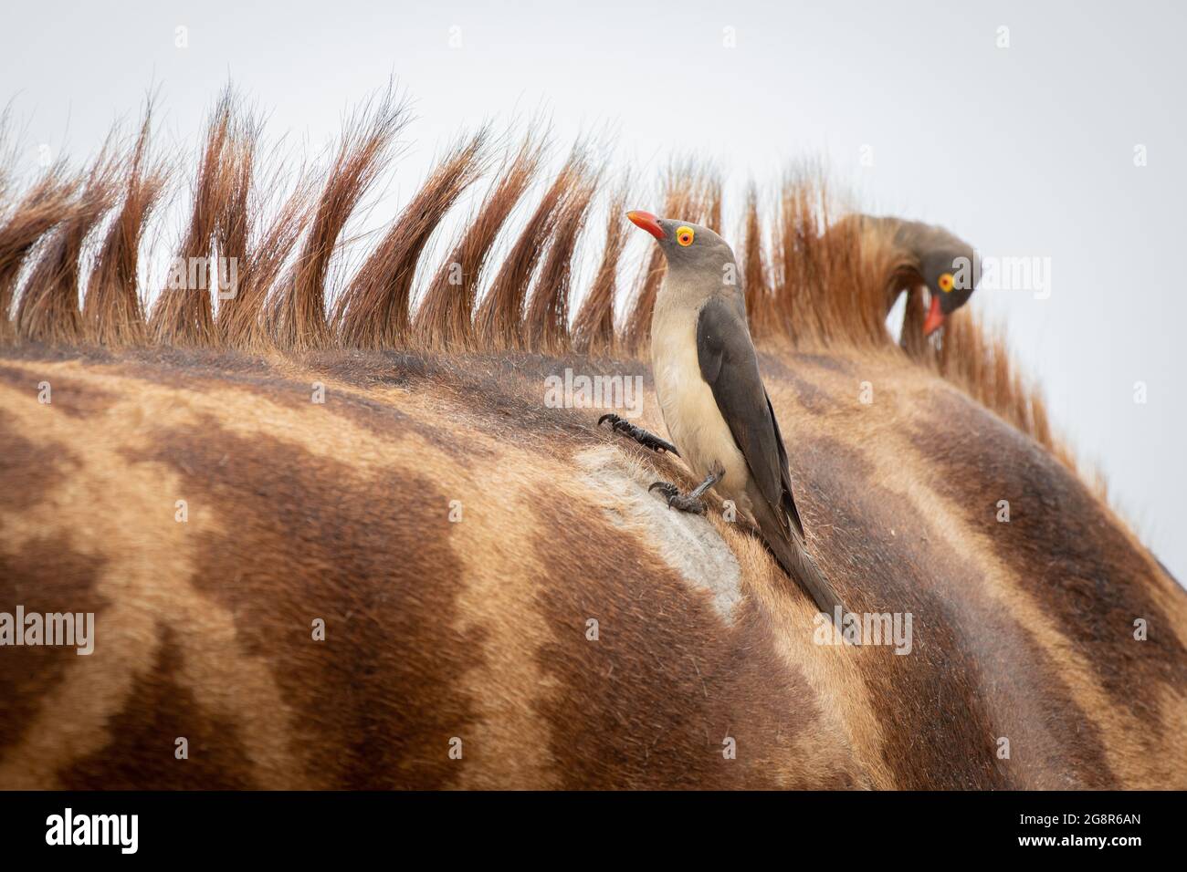 A flock of red billed oxpeckers, Buphagus erythrorhynchus, sit on the ...
