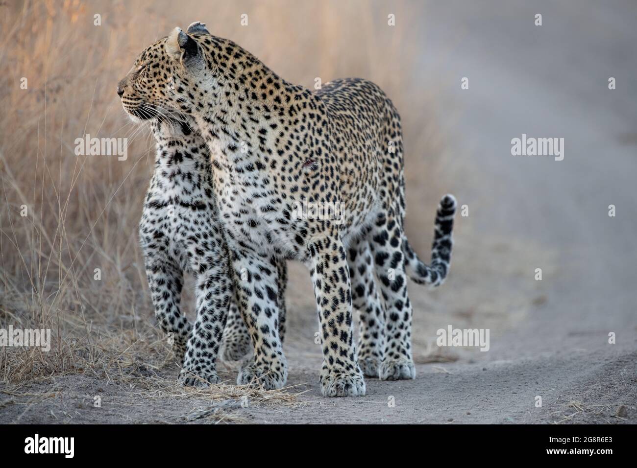 A mother leopard and her cub, Panthera pardus, greet each other Stock ...