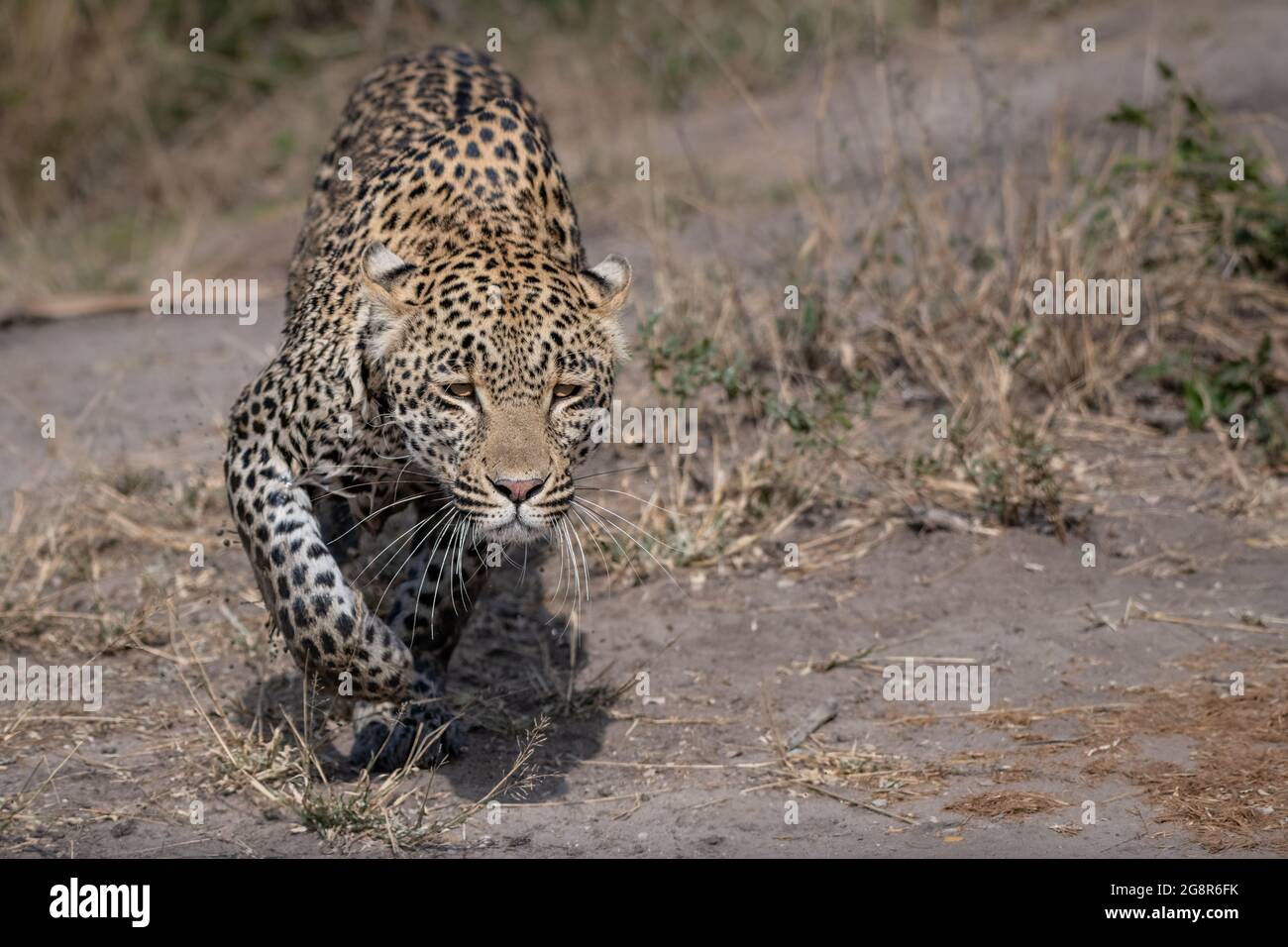 A leopard, Panthera pardus, stalks with muddy legs Stock Photo - Alamy