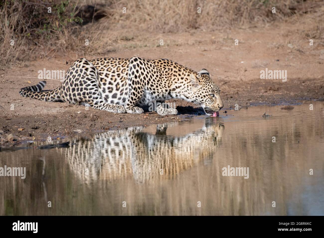 A leopard, Panthera pardus, bends down to drink water from a waterhole ...