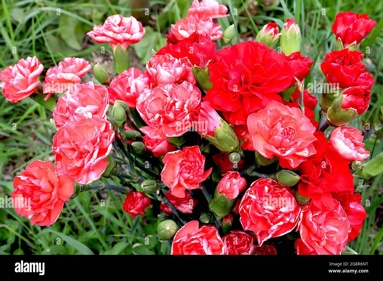 Carnation early bird chili hi-res stock photography and images - Alamy