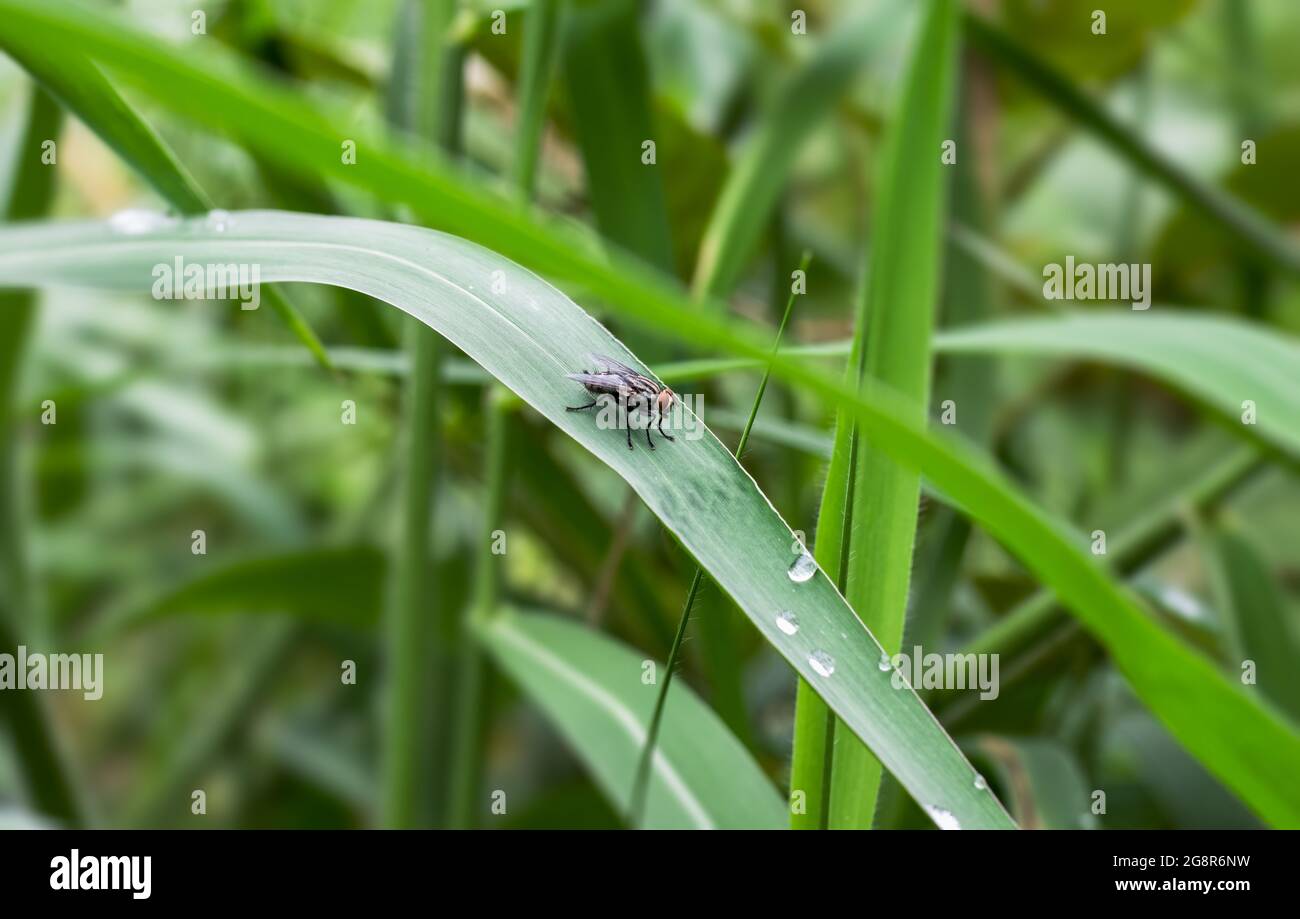 Jungle flies hi-res stock photography and images - Alamy