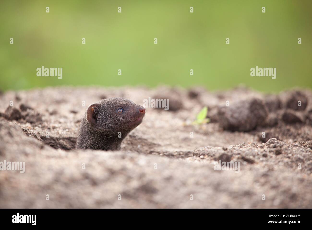 A dwarf mongoose, Helogale parvula, peeks its head out of a burrow ...