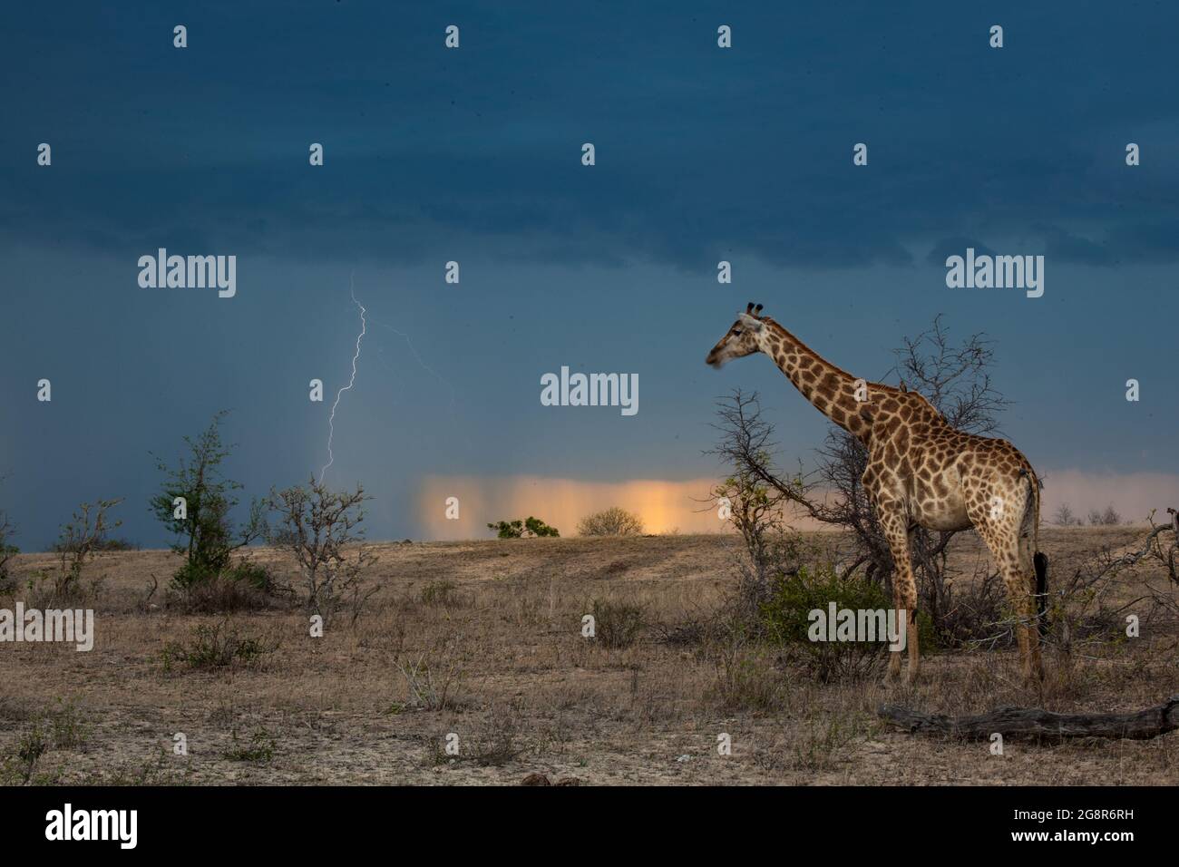 Thunderstorm lightning animal hi-res stock photography and images - Alamy