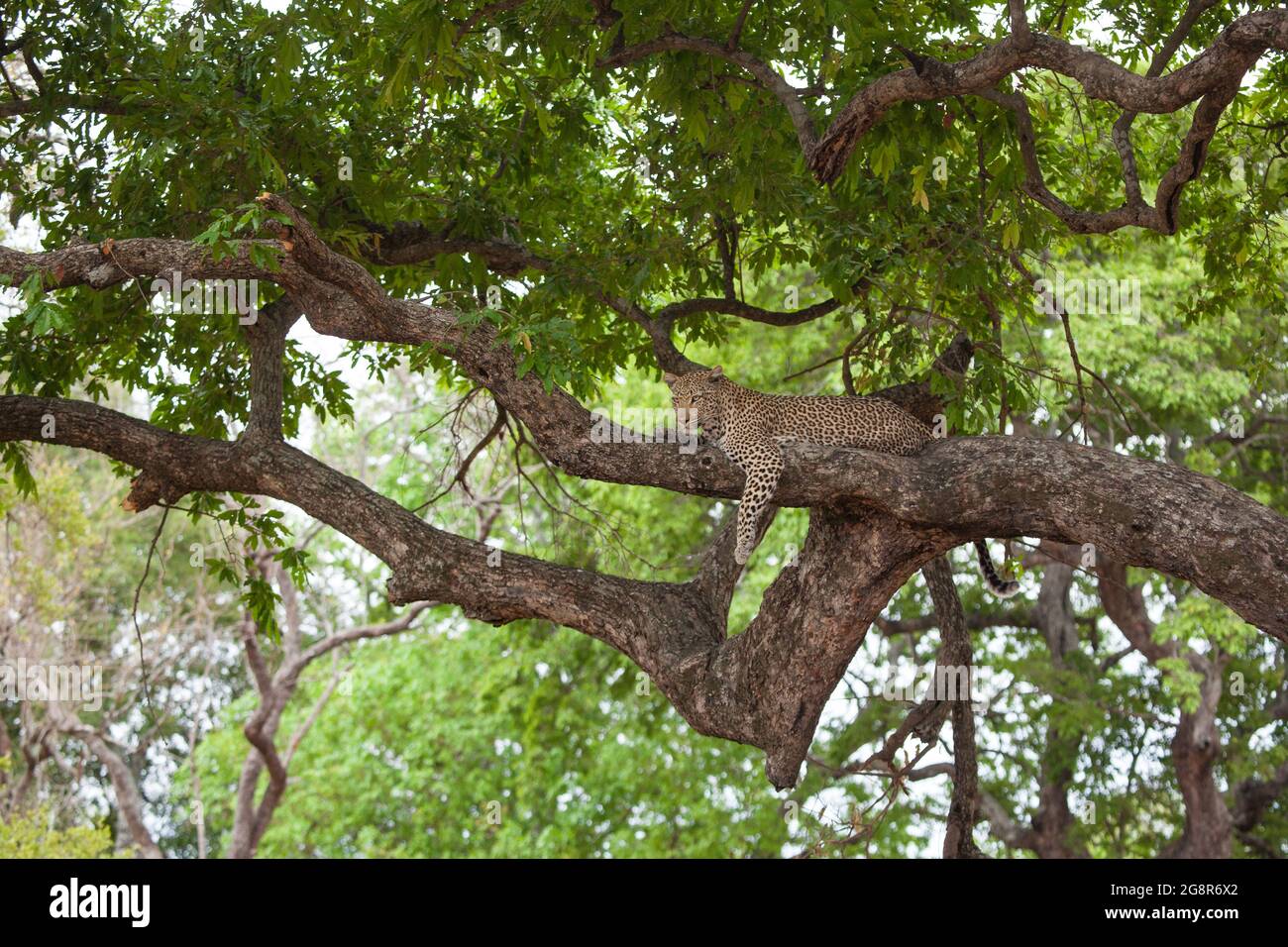 A leopard, Panthera pardus, lies on a branch of a tree, head raised ...
