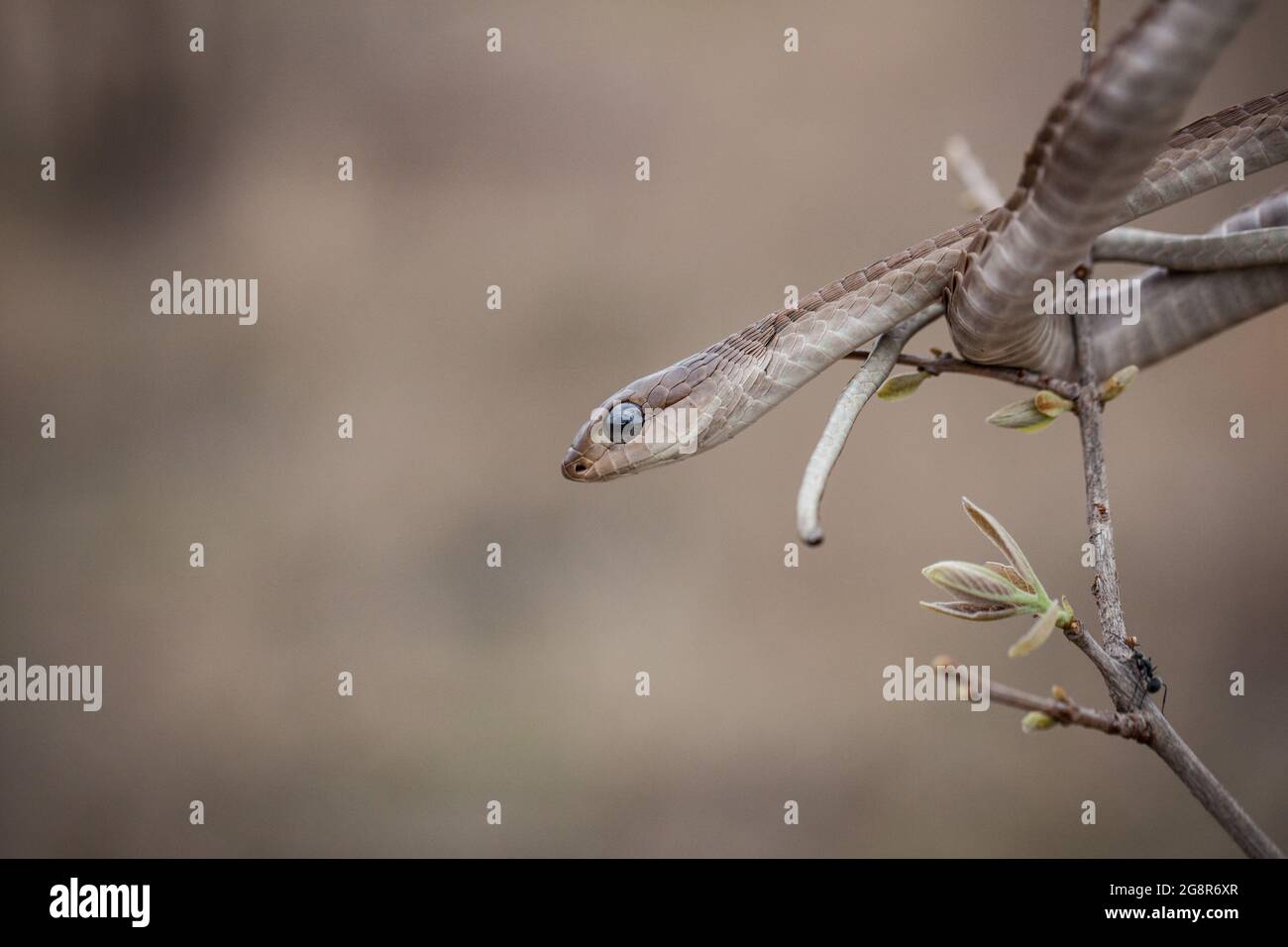 A Boomslang, Dispholidus typus, watches out from a tree Stock Photo - Alamy