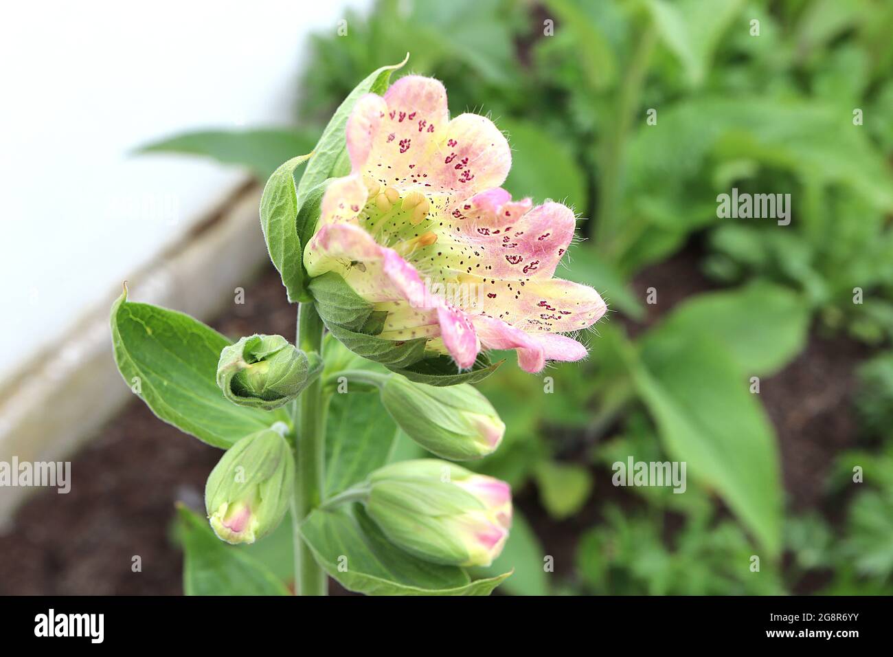 Digitalis purpurea monstrosa Digitalis purpurea Campanulata Mutant ...