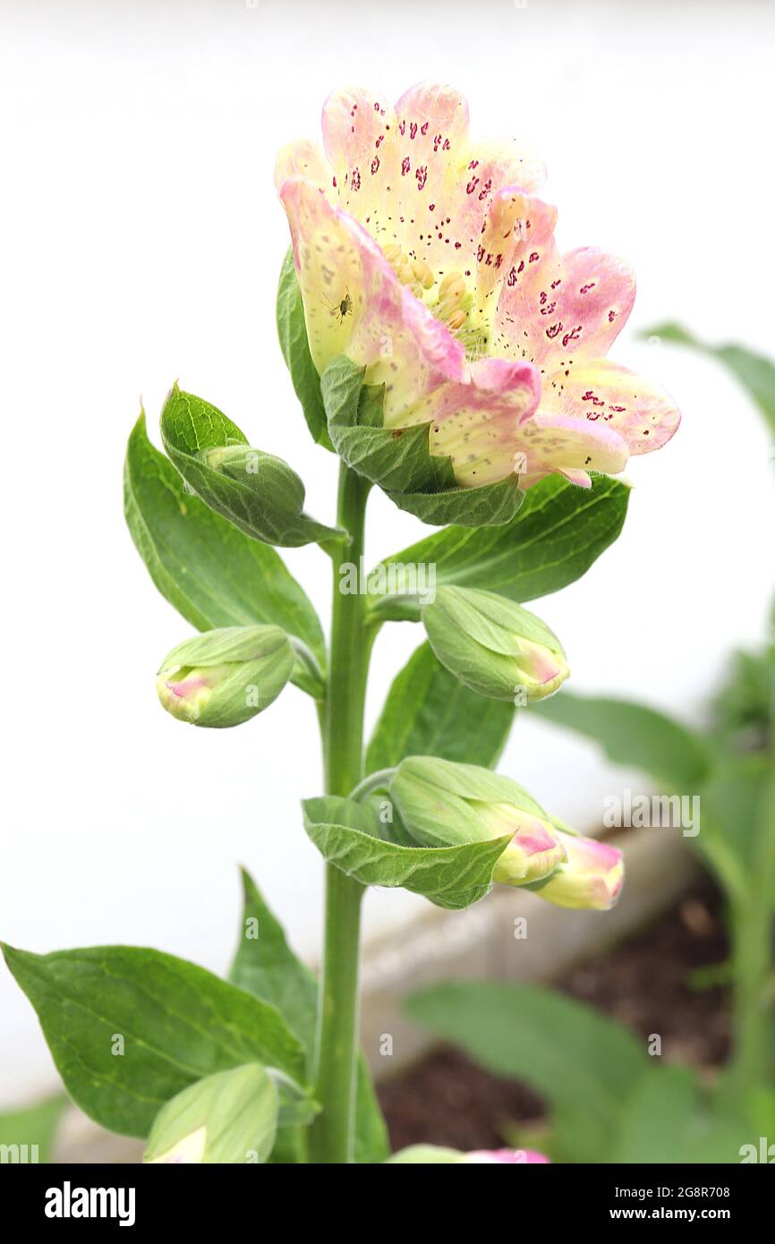 Digitalis purpurea monstrosa Digitalis purpurea Campanulata Mutant ...