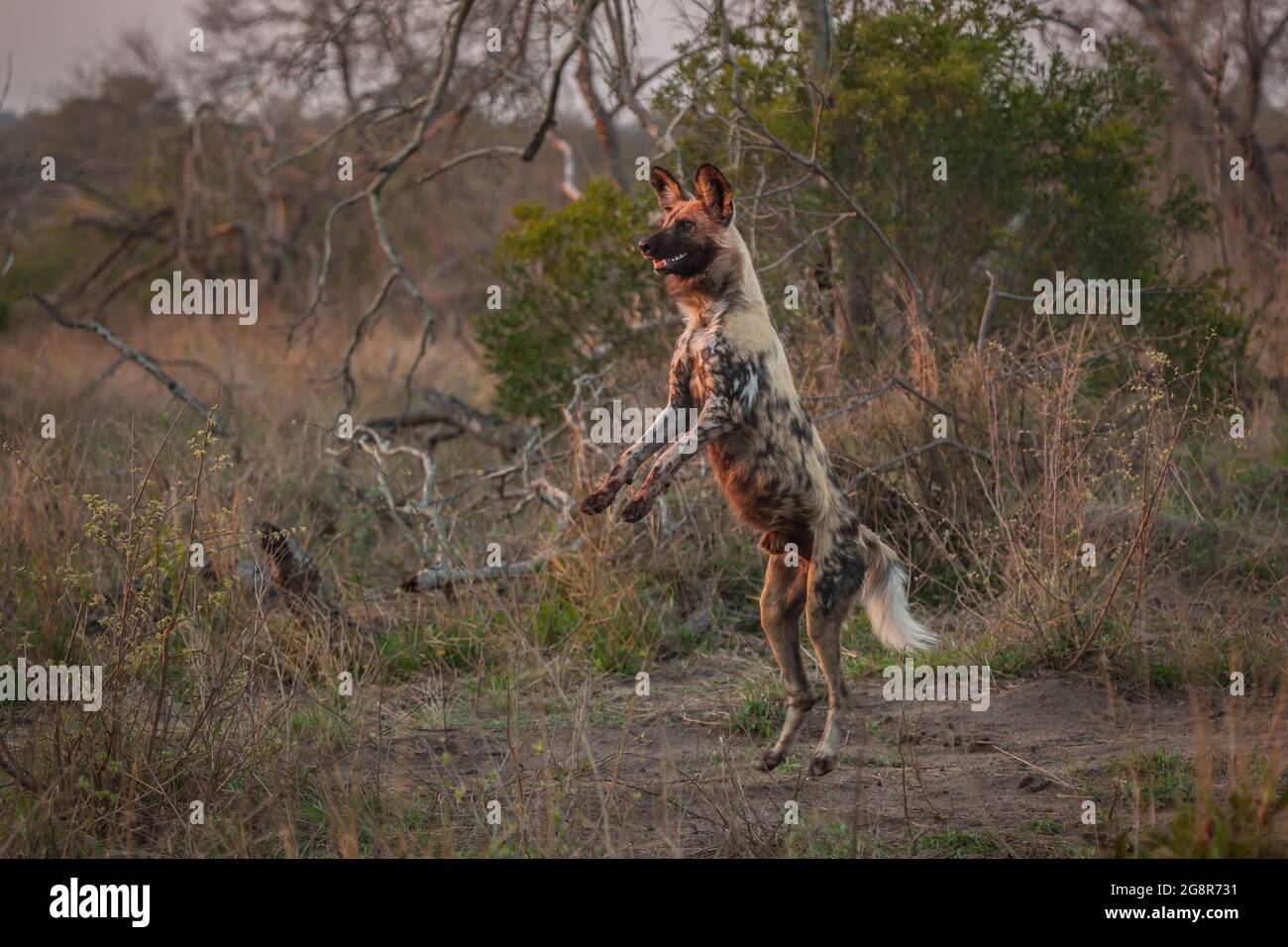 A wild dog, Lycaon pictus, stands up on its hind legs Stock Photo - Alamy
