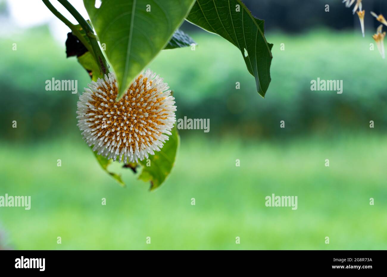 Laran flower hi-res stock photography and images - Alamy