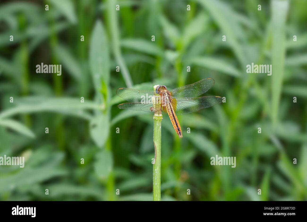 Orange dragonfly with transparent wings sitting on a grass trunk in the ...