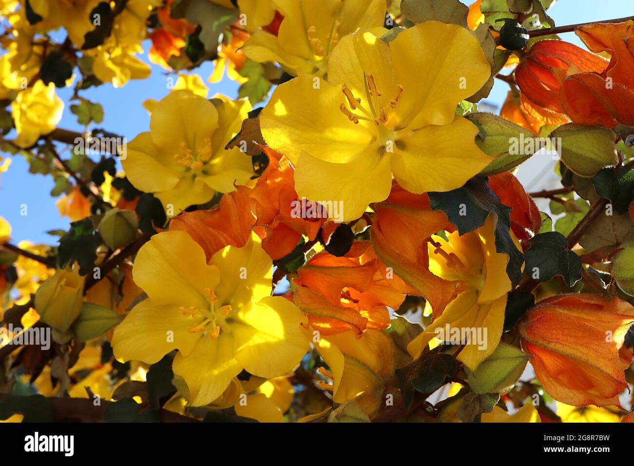 Fremontodendron ‘Pacific Sunset’ Flannel bush Pacific Sunset – thick ...