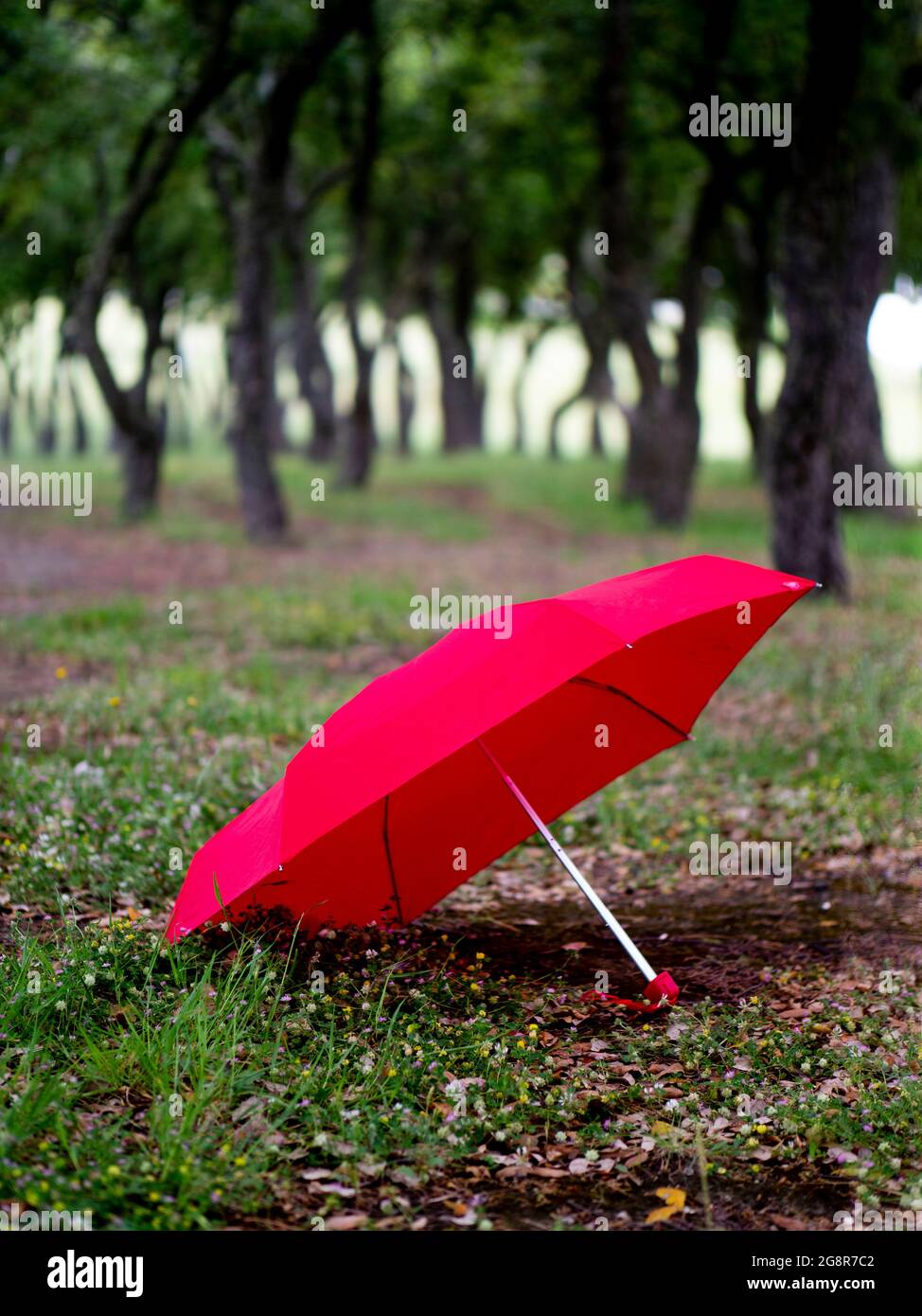 Red umbrella open and discarded outdoors in nature Stock Photo - Alamy