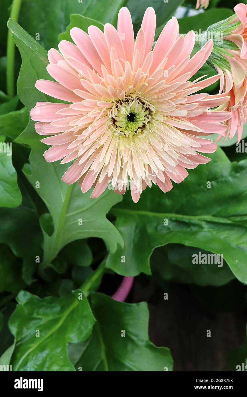 Gerbera jamesonii Transvaal daisy – double coral pink flowers with ...