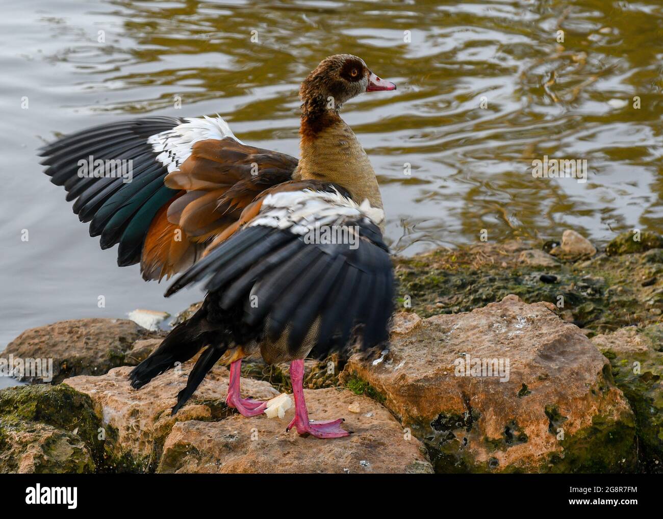 Nice bird near lake Stock Photo - Alamy