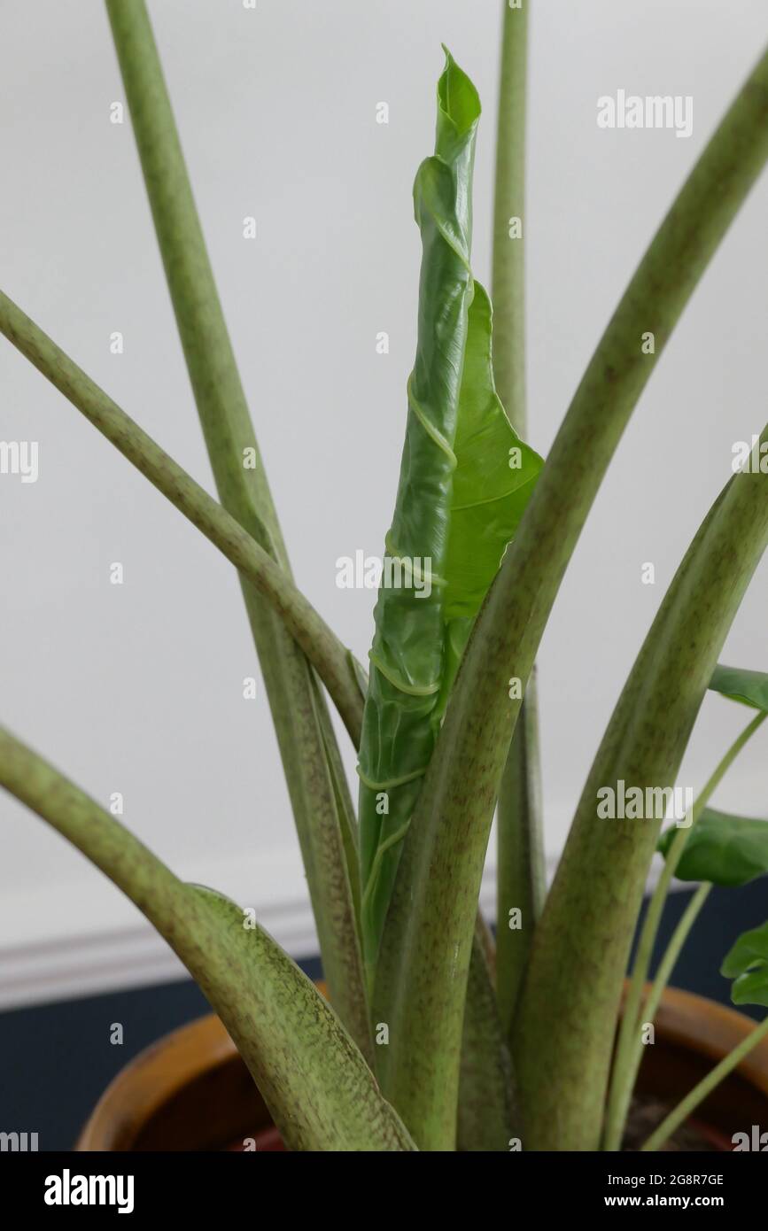 Giant alocasia hi-res stock photography and images - Alamy