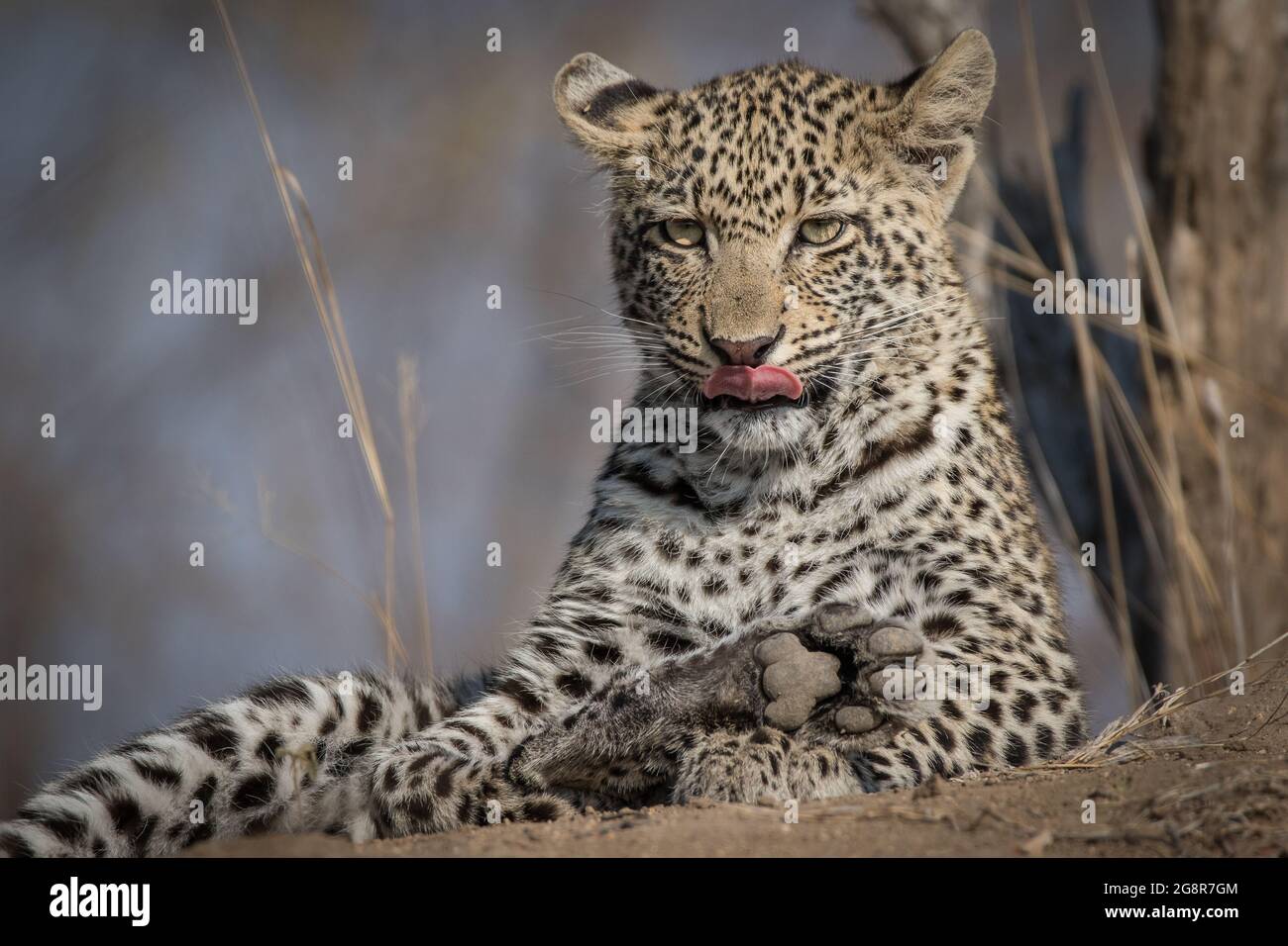 A leopard cub, Panthera pardus, lying on a termite mound, tongue out ...