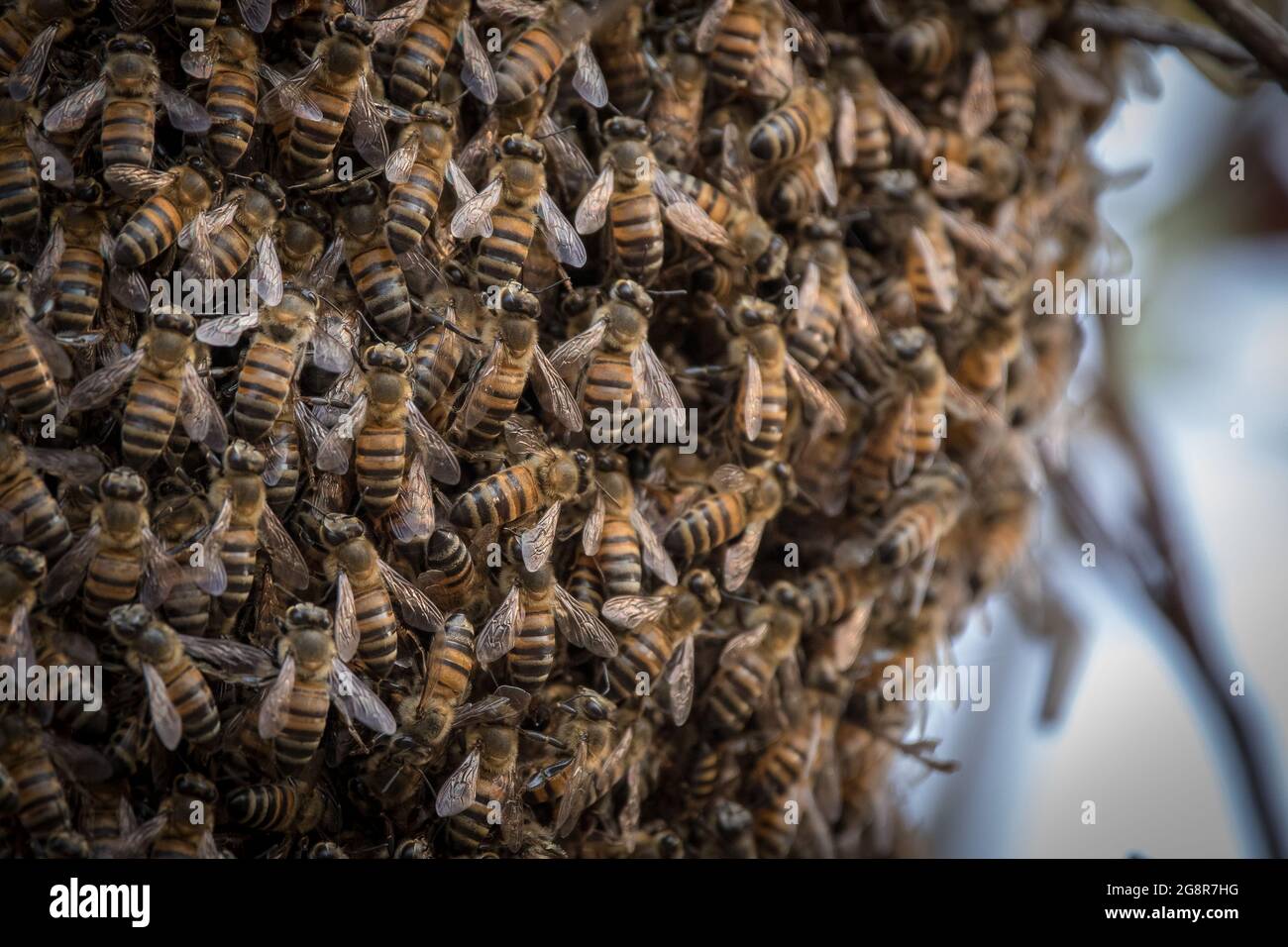 A swarm of bees, Apis mellifera scutellata, congregate together Stock ...