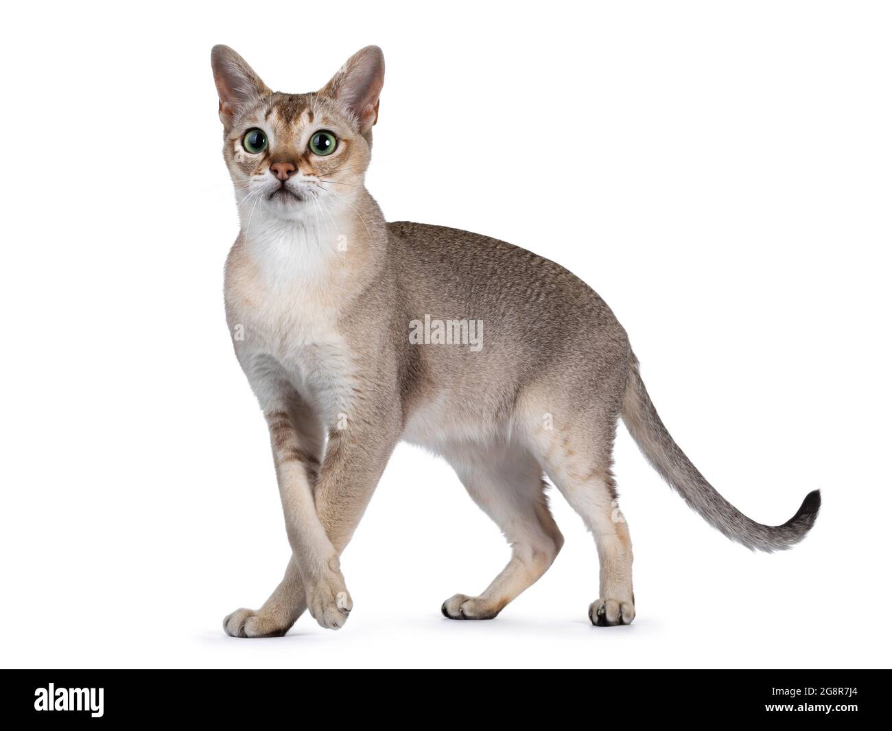 Handsome young adult Singapura cat, standing side ways with crossed ...