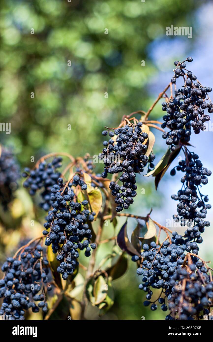 Vertical shot of drying black grapes on a vine Stock Photo - Alamy