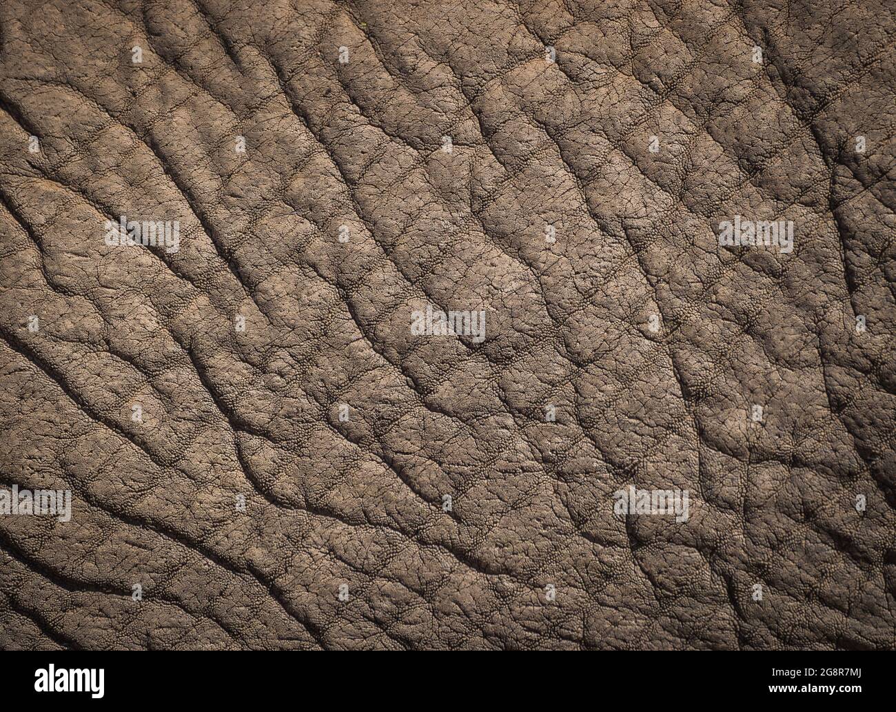 The textured skin of an elephant, Loxodonta africana Stock Photo - Alamy