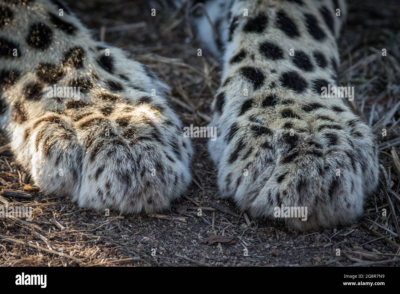 The paws of a leopard, Panthera pardus Stock Photo - Alamy