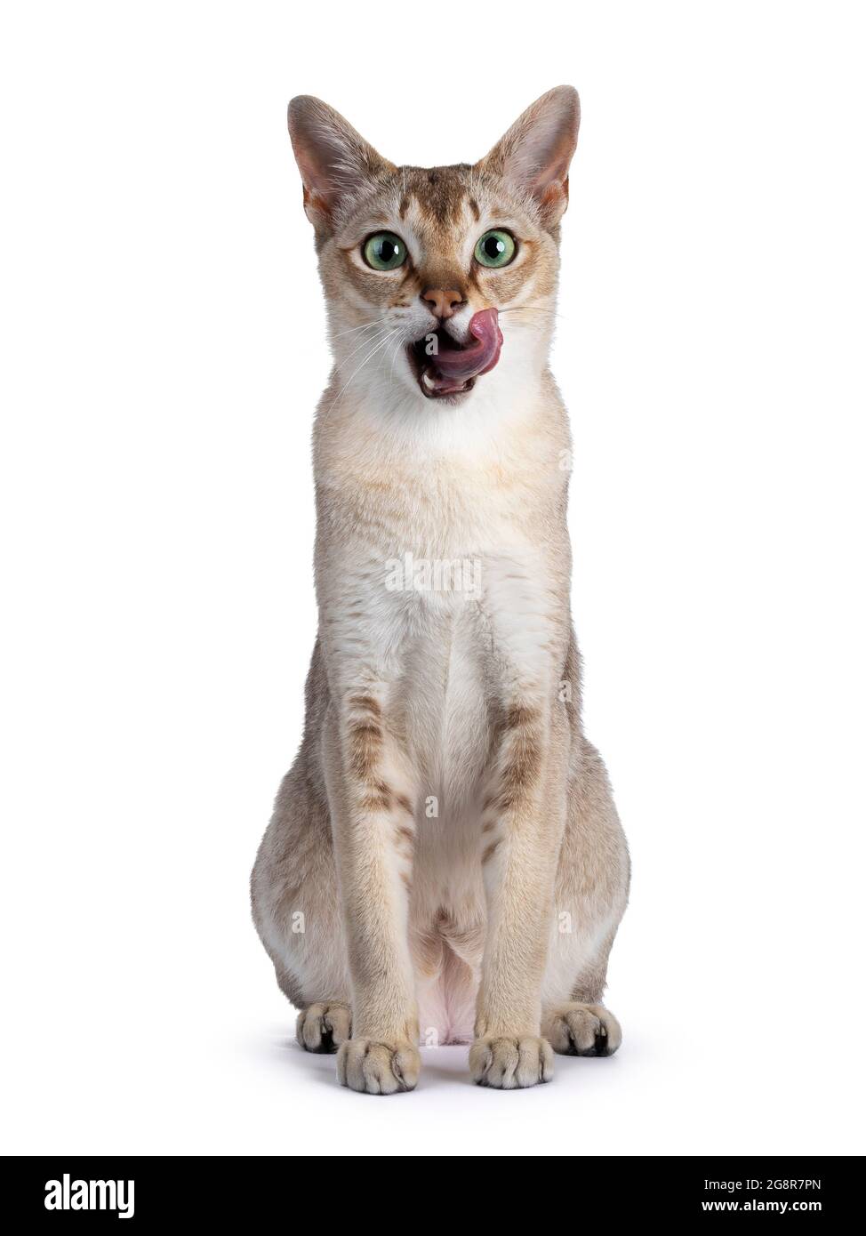 Handsome young adult Singapura cat, sitting up facing front. Looking ...